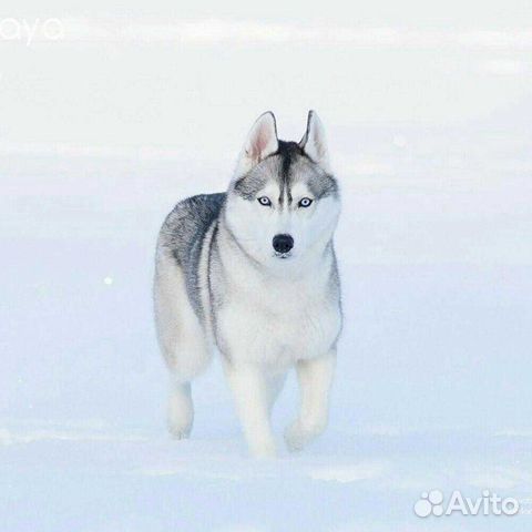 Хаски для фотосессии