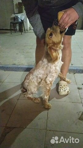 Эпаньол бретон