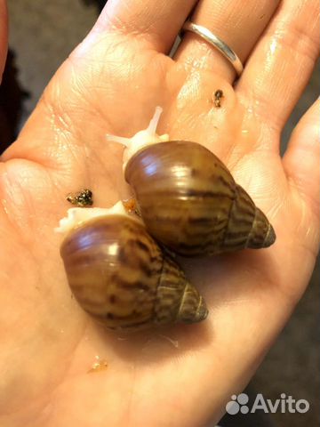 Улитка ахатина тигр осталось 3 штуки