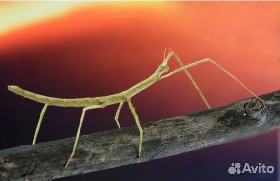 Палочки живые (палочник анамский, взрослый и молод