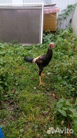 Петушок бойцовый