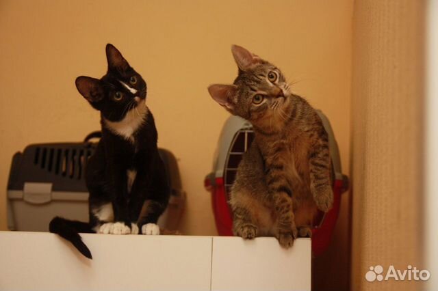 Котята мальчики девочки