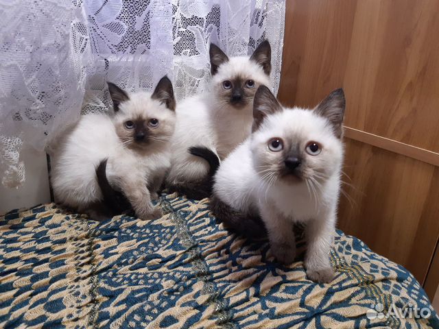 Шотландские прямоухие котята(девочки)