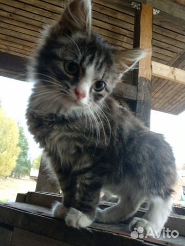 Котик-мурчалка