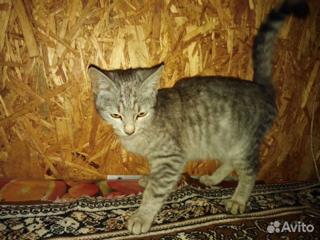 Отдам котенка
