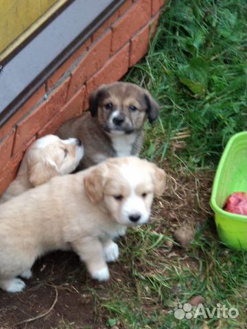 Щенята в хорошие руки