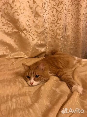 Солнечный Лев ищет дом