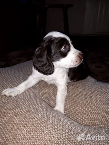 Щенок русского спаниеля