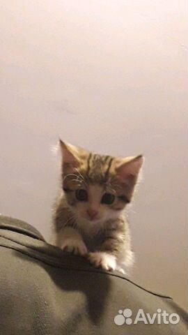 Котятки-ребятки в добрые руки