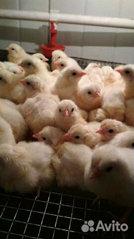 Цыплята бройлеров