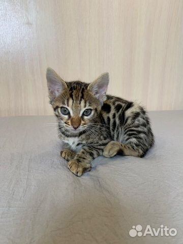 Бенгальские котята