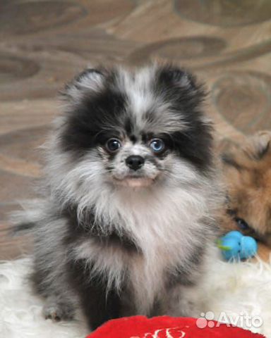 Мальчик "голубой мрамор "