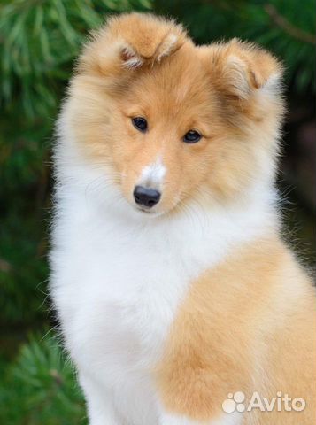 Щенки Шелти