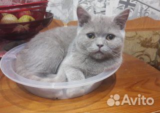 Британские котята