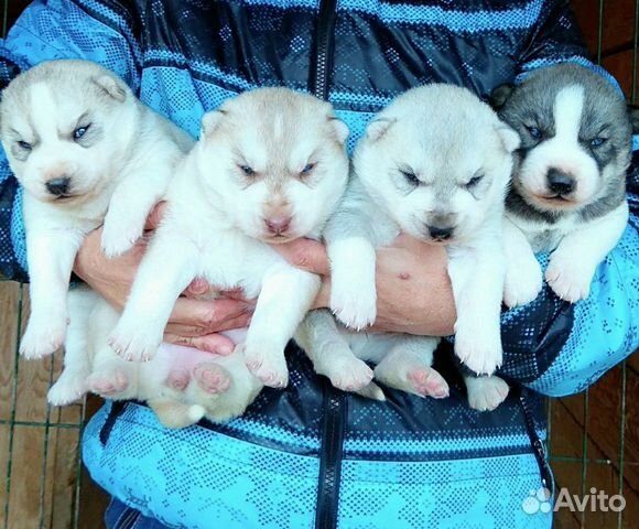 Белогенные щенки хаски от шоу родителей