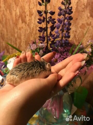 Хомяк роборовского