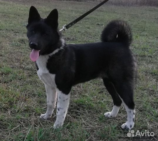 Акита украсит вашу жизнь