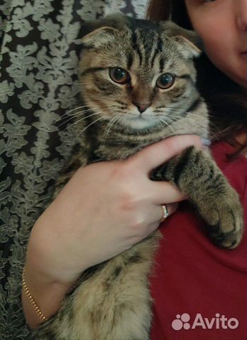 Кот шотландец