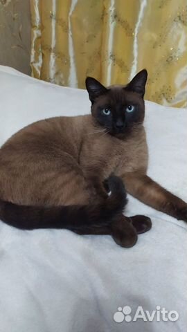 Найден кот