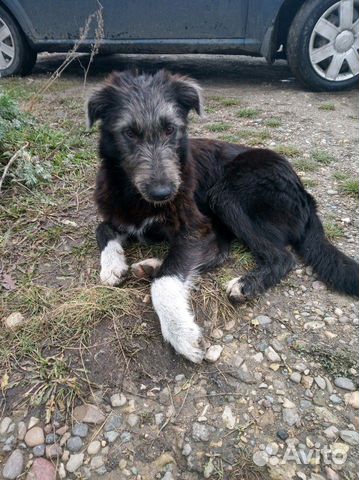 Щенок мальчик в добрые руки