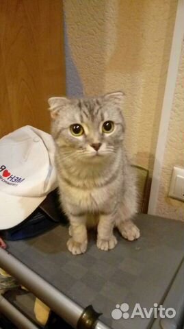 Найдена кошка, отдадим в добрые руки