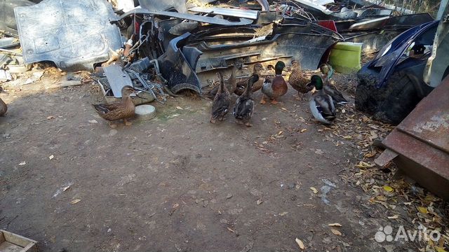 Продажа подсадных уток