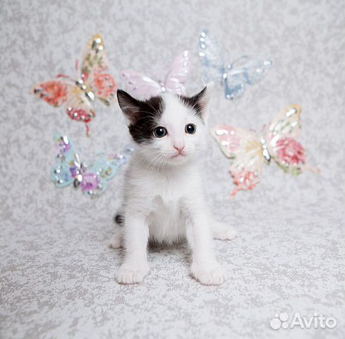 Малышка Голубика