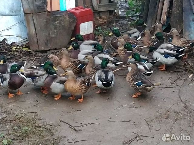 Утки подсадные