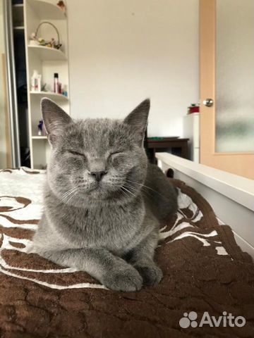 Отдадим в хорошие руки