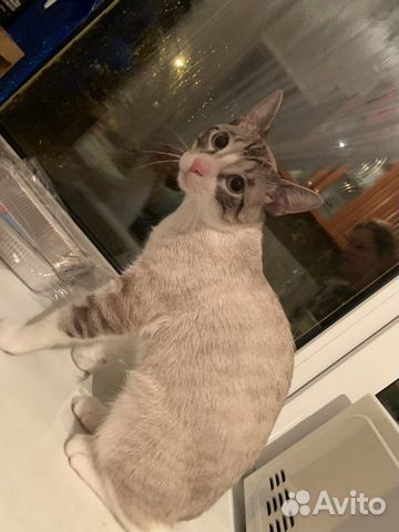 Кот на вязку (бесплатно)