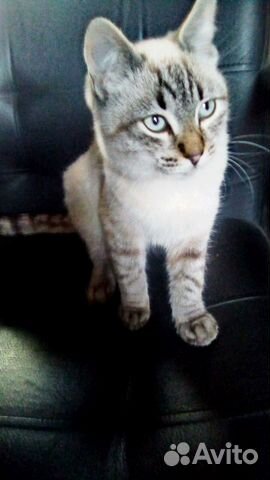 Котенок мальчик Снежный барсик) 4 месяца