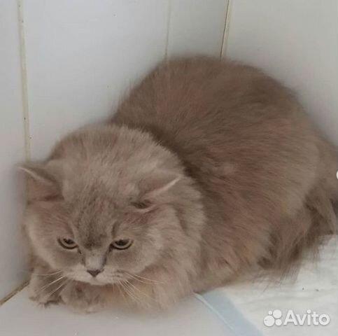 Породистая британка кошка ищет дом