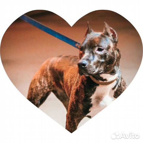 Отдам в самые ответственные руки