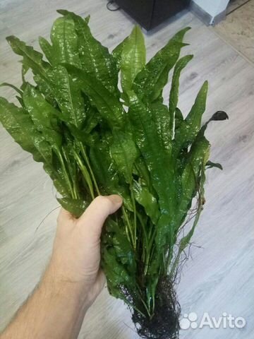 Папоротник Тайландский