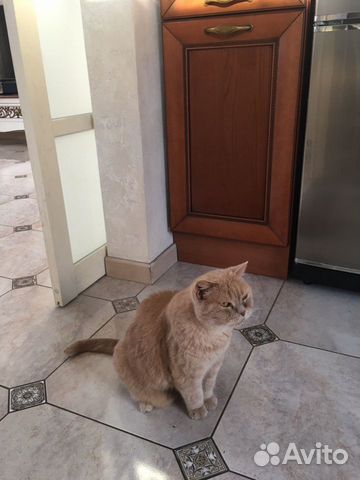 Британец в добрые руки