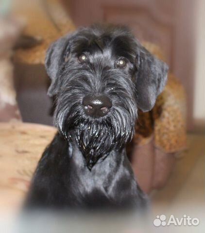 Ризеншнауцера щенок