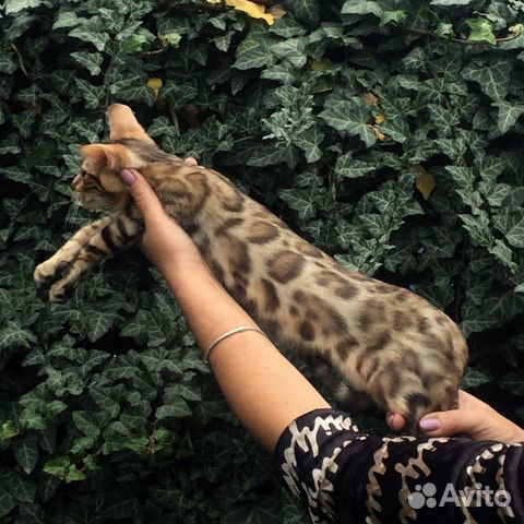 Бенгальские котята