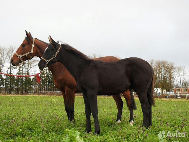 Тракененский жеребец 2019 г. (торг)