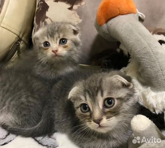 Прелестные Шотландские котята