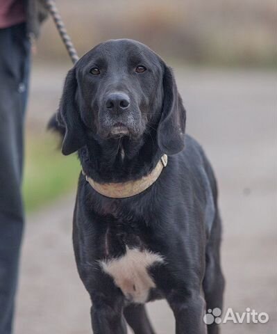 Пёс в добрые руки