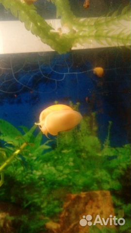 Ампулярия улитка