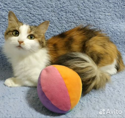 Кошечка Фросенька