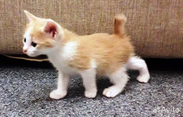 Котенок Бобтейл