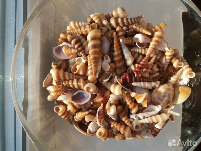 Ракушки и раковины для аквариума