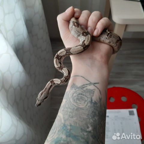 Императорский удав