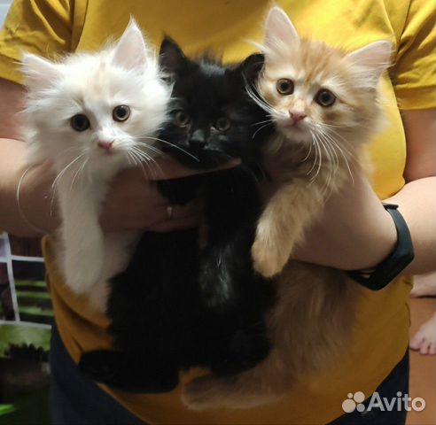 Пушистые комочки счастья