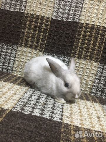 Декоративный крольчонок