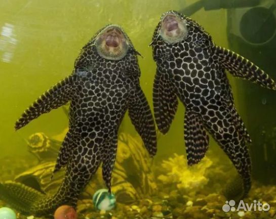 Сомы парчовые