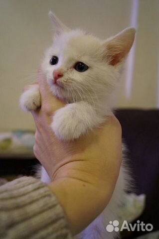 Мальчишка в добрые руки