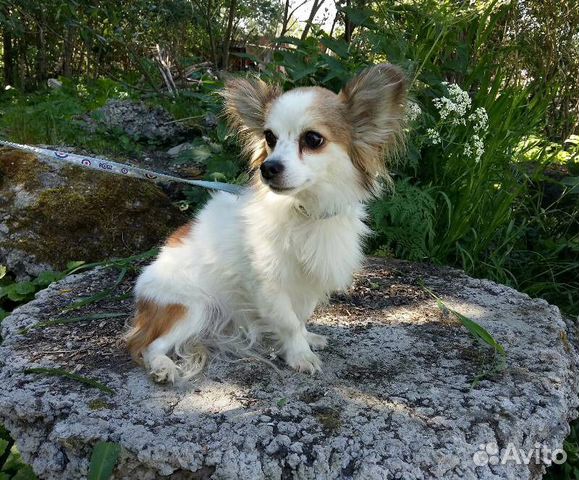 Метис папильона